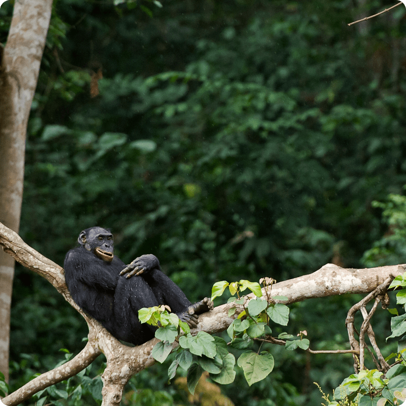 DGB | DRC Reforestation Project, Democratic Republic of the Congo (DRC)